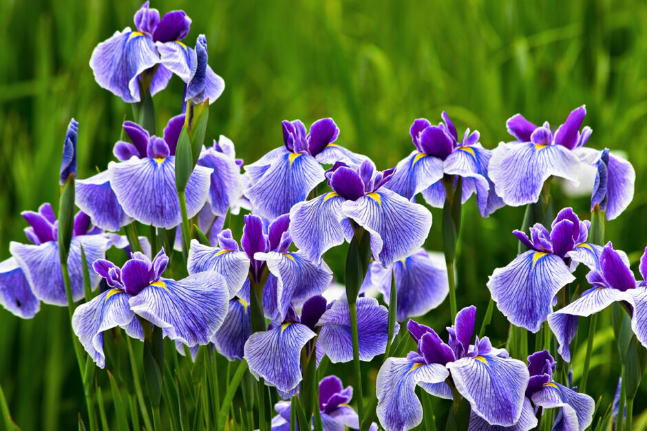 夜宮公園で「第38回とばた菖蒲まつり2026」開催 約2万本の花菖蒲が来場者をお出迎え【北九州市戸畑区】 | キタキュースタイル【北九州市の街 ...